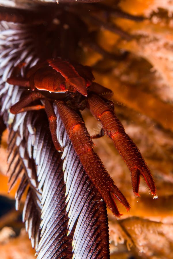 Dark Red Baba S Crinoid Squat Lobster Stock Image - Image of ocean ...