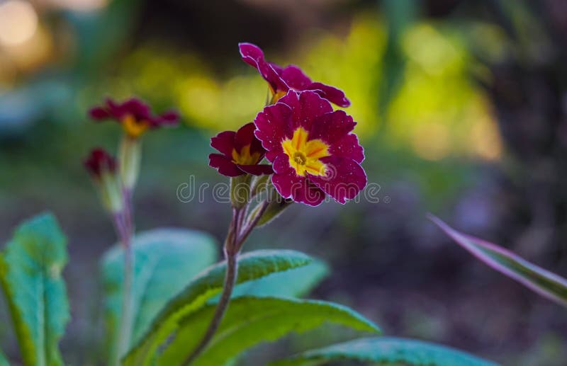 Dark red bell flowers stock photo. Image of green, blossom - 245772484