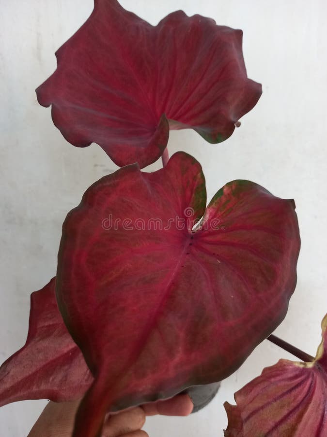 The Dark Red and Black Caladium Stock Photo - Image of black, dark ...