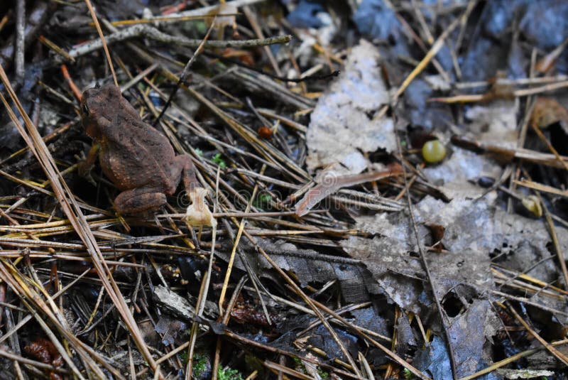 Brown American Toad in Forest Stock Photo - Image of leaves, line ...