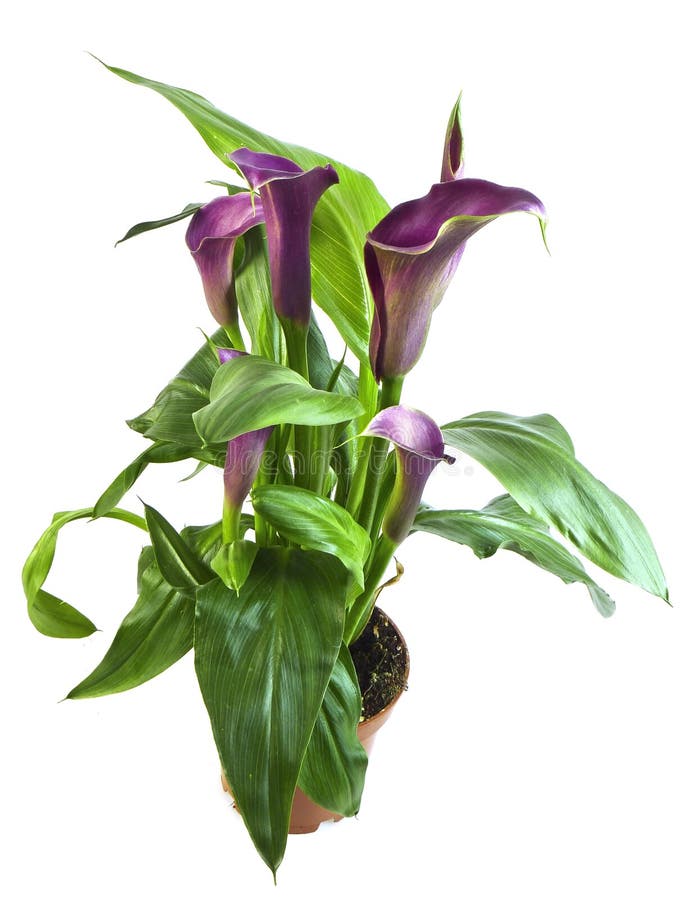 Dark red calla stock image. Image of fresh, flower, arrange - 23900457