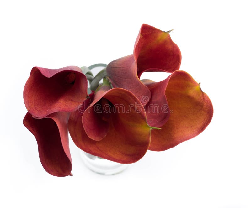 Dark red callas stock photo. Image of nature, calla, lilly - 49193540