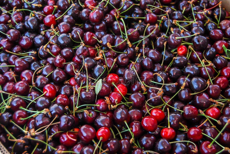 Dark red cherries stock photo. Image of cherry, nature - 64078582