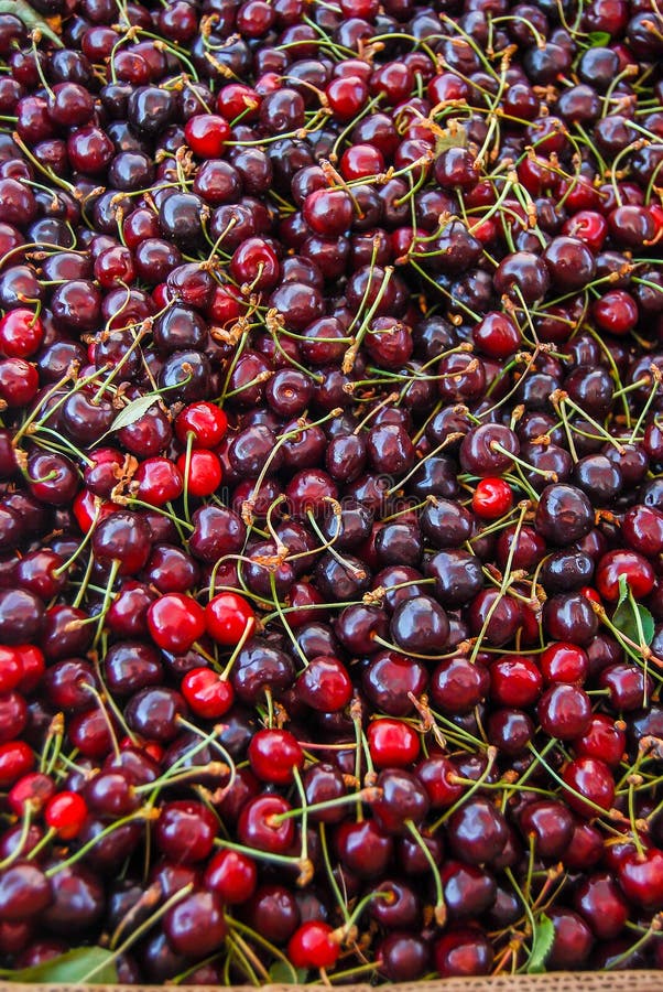 Dark red cherries stock photo. Image of cherry, nature - 64078582