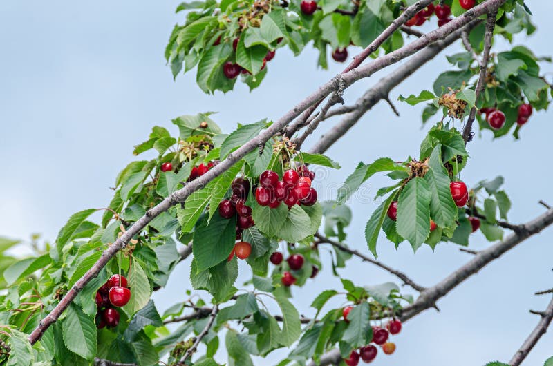 Dark Red Cherries Fruits, Tree Cherry with Green Leaves Stock Image ...
