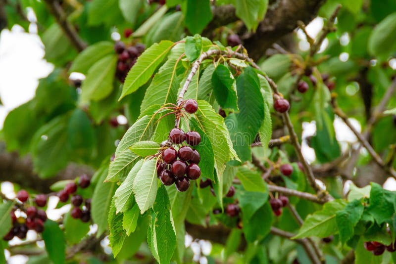 Dark Red Cherries and Green Leaves Stock Image - Image of berry ...