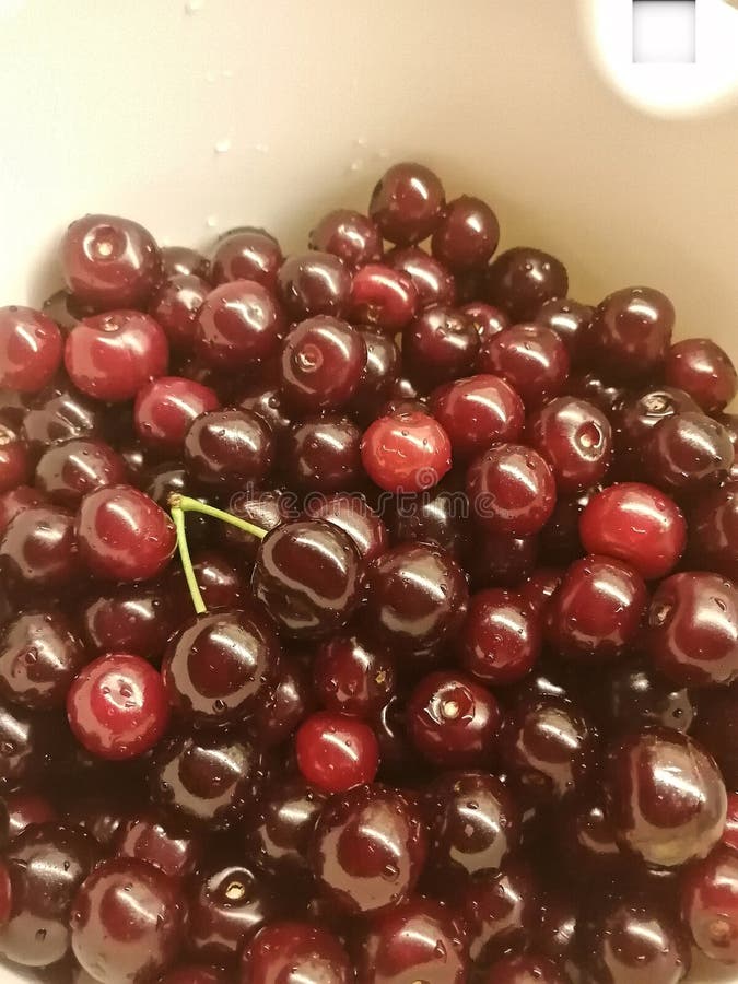 Dark Red Cherries for a Jam . Many Cherries Stock Photo - Image of ...