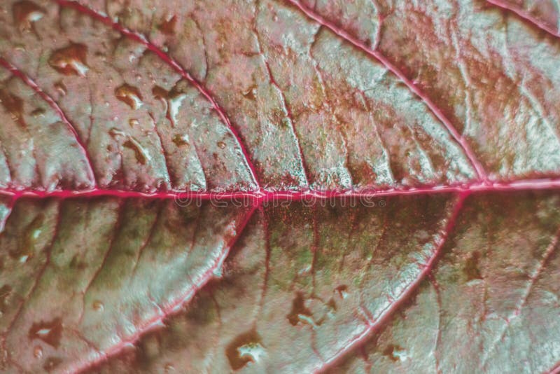 Dark Red Color Amaranth Leaf Close Up Stock Photo - Image of herbal ...