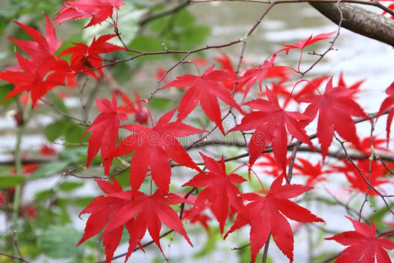 Dark Red Coloured Leaves on a Tree in Autumn Stock Image - Image of ...