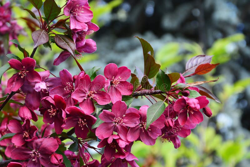 Dark Red Crabapple Blossoms Malus Royalty Stock Photo - Image of flora ...