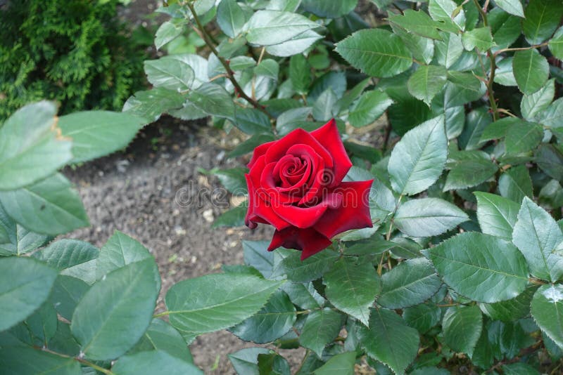 Dark Red Flower of Rose in the Garden Stock Image - Image of bush ...