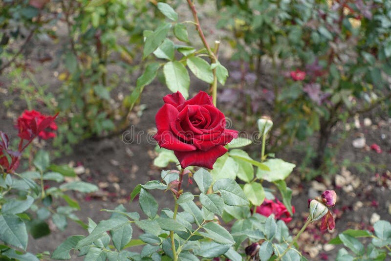 Dark Red Flower of Rose in the Garden Stock Image - Image of botany ...