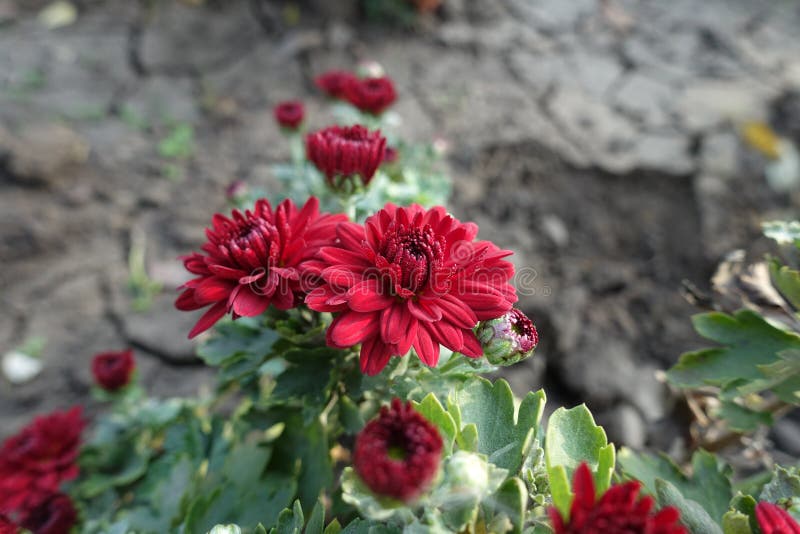 2 Red Flowers of Chrysanthemums in October Stock Image - Image of dark ...