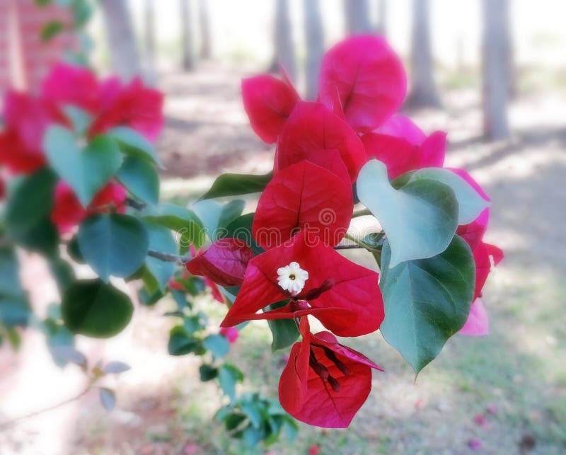 Dark red flowers stock photo. Image of light, plant, clear - 44637730