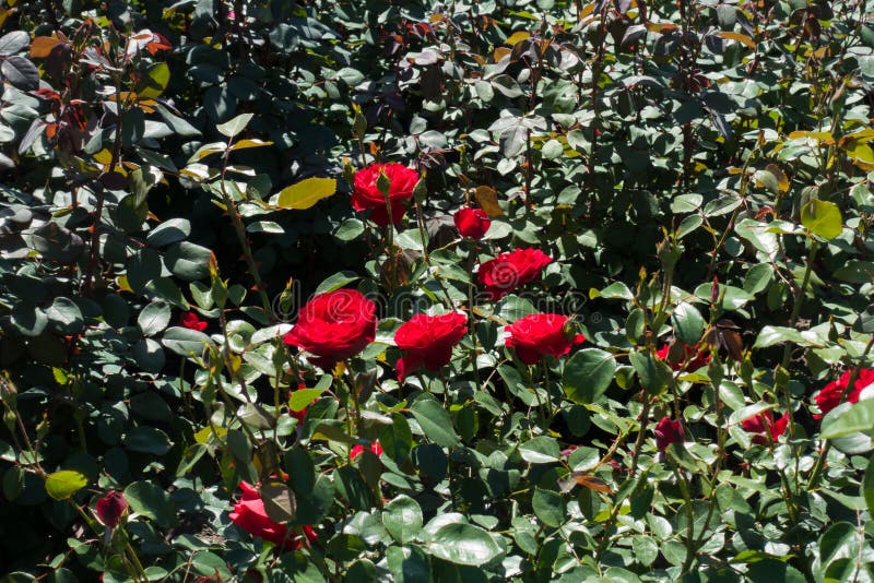 Dark Red Flowers on Rose Bush Stock Photo - Image of rosa, nature ...