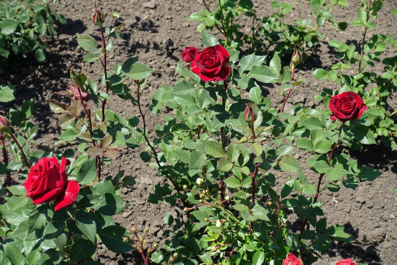 Dark Red Flowers of Rose the Garden Stock Photo - Image of blossoming ...