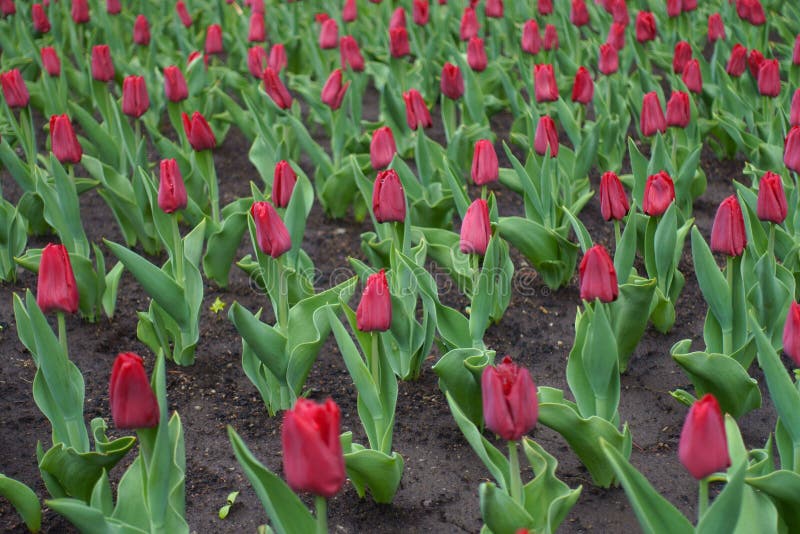 Dark Red Flowers of Tulips in April Stock Image - Image of flora, green ...
