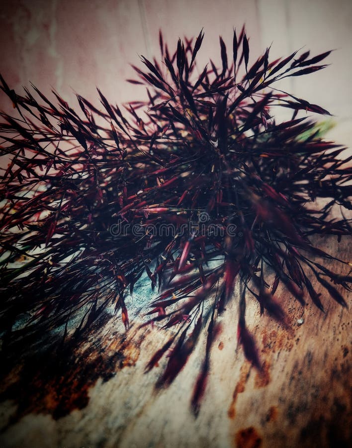 Dark Red Grass Seeds in Close Up Mode Stock Photo - Image of sunlight ...