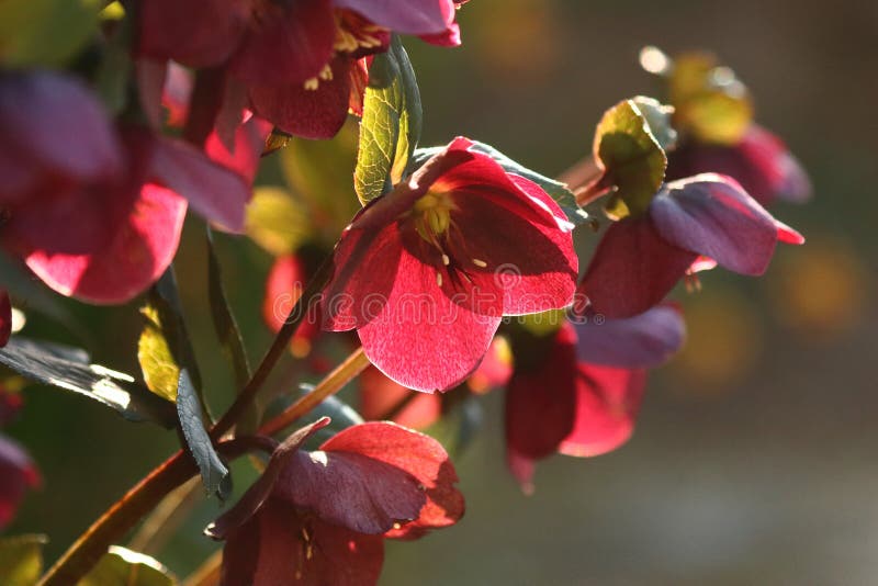 Dark red hellebore flowers stock image. Image of field - 176942281