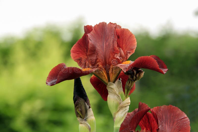 - Dark Red Iris - a Beautiful Flower in Summer on Blur Background ...