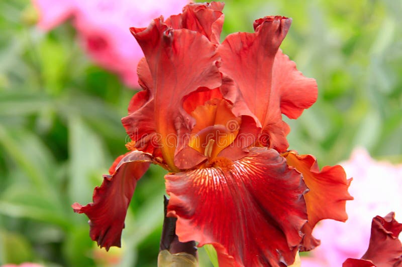 - Dark Red Iris - a Beautiful Flower in Summer on Blur Background ...