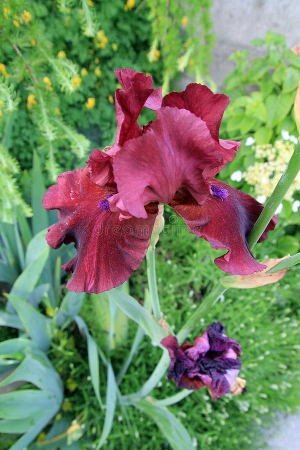 Dark Red Iris stock image. Image of dark, leaves, flower - 104709289
