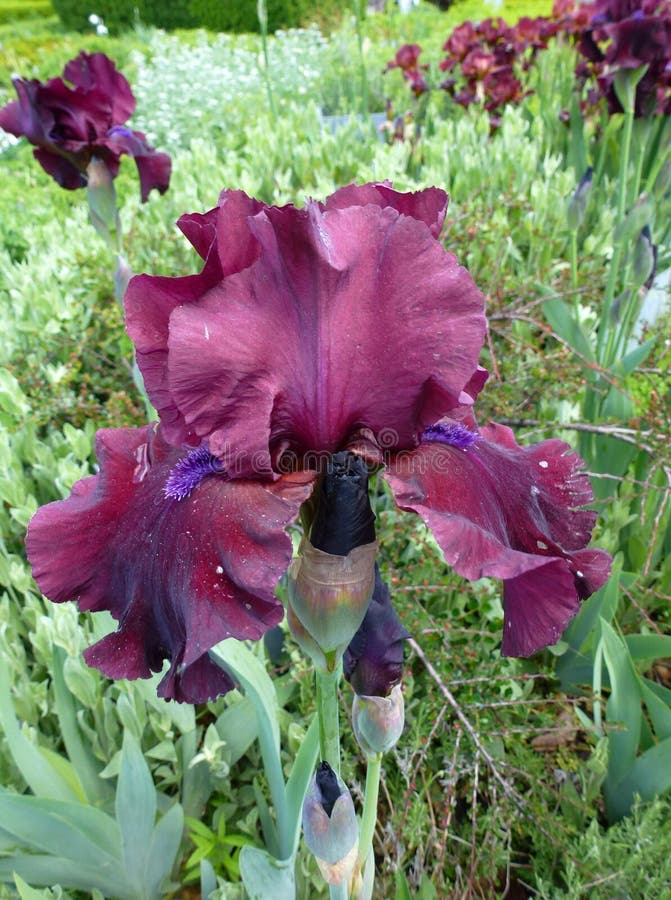 Dark Red Iris stock photo. Image of flora, blossom, color - 104709304