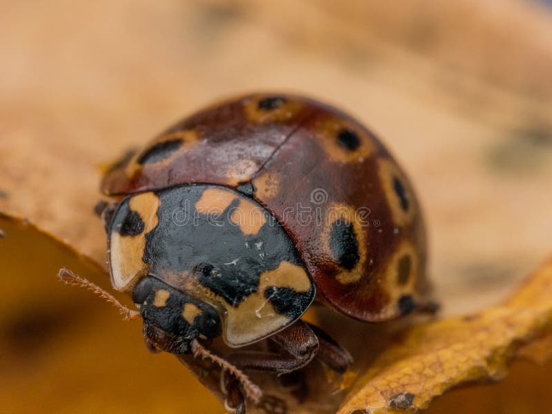 Dark Red Ladybug on Yellow Leaf Stock Image - Image of macro, ladybug ...