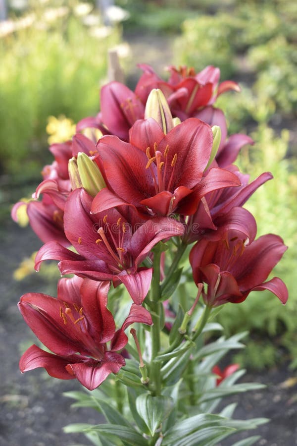 Dark Red Large Lilies in a Bouquet in the Garden Stock Image - Image of ...