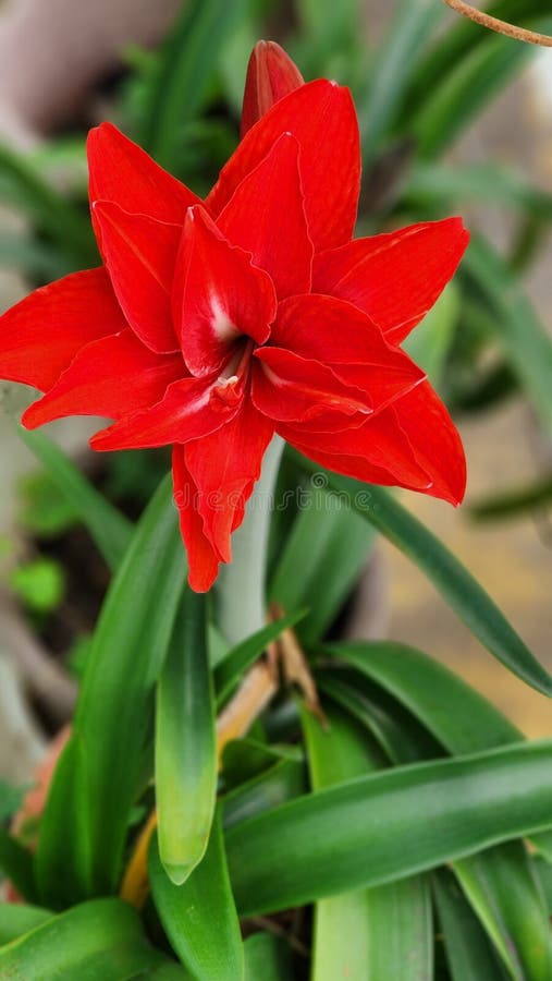 Dark red layer amaryllis stock photo. Image of wildflower - 271735988