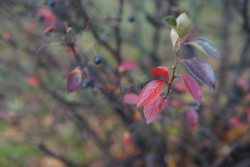 Dark Red Leaves on a Tree in Autumn. Macro Photo Stock Photo - Image of ...
