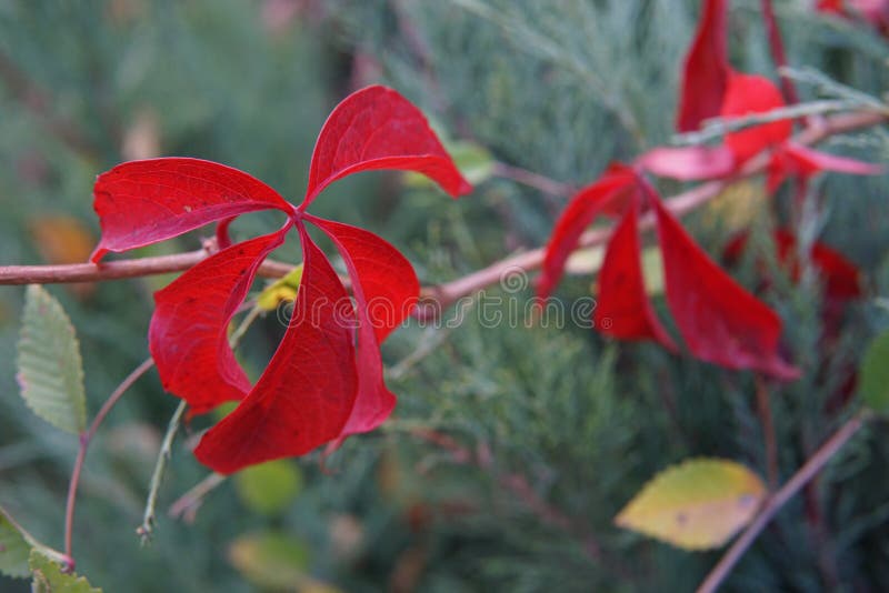 Dark Red Leaves on a Tree in Autumn. Macro Photo Stock Photo - Image of ...