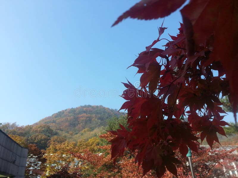 Dark red leaves on trees stock photo. Image of dark, colorful - 98187718