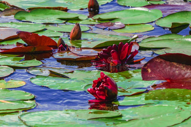 Dark Red Lilies Bloom in the Pond Stock Photo - Image of lilies, bloom ...