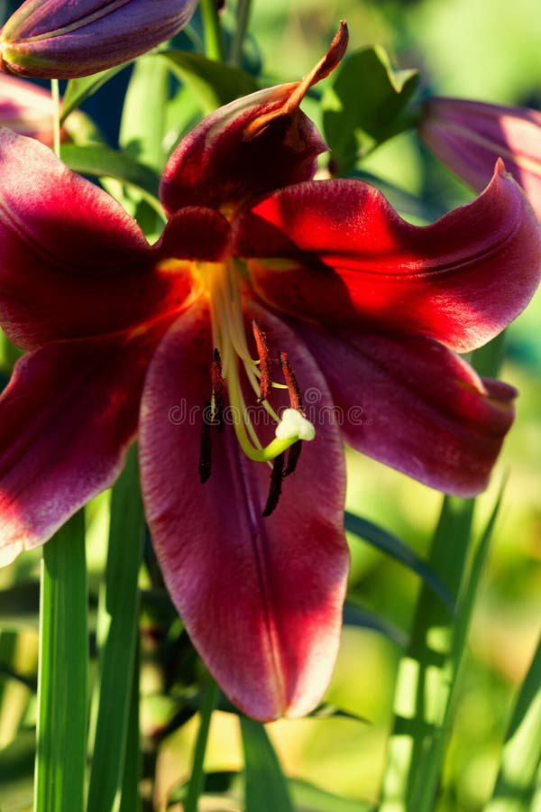 Dark Red Lily Blooms on a Flower Meadow Stock Photo - Image of flower ...
