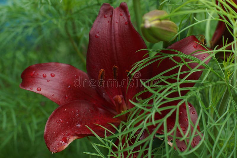 Dark Red Lily Open Flower on Green Background Stock Image - Image of ...