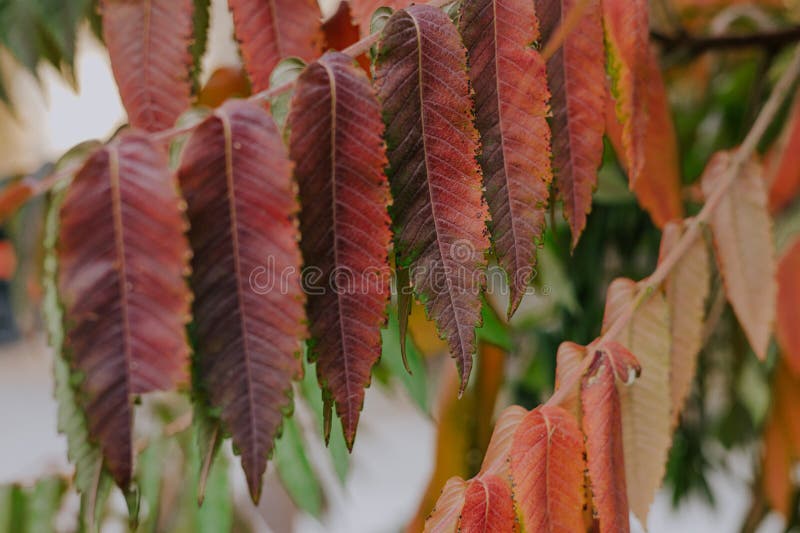 Dark Red Long Sharp Leaves on a Tree Branch. Autumn Plants Background ...