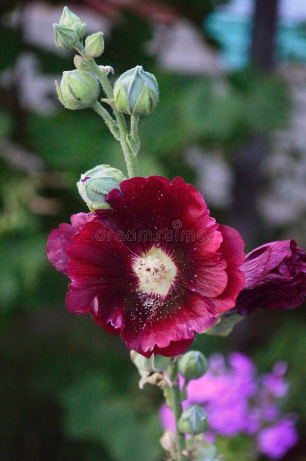 Dark red mallow stock image. Image of petal, bright, purple - 32534639