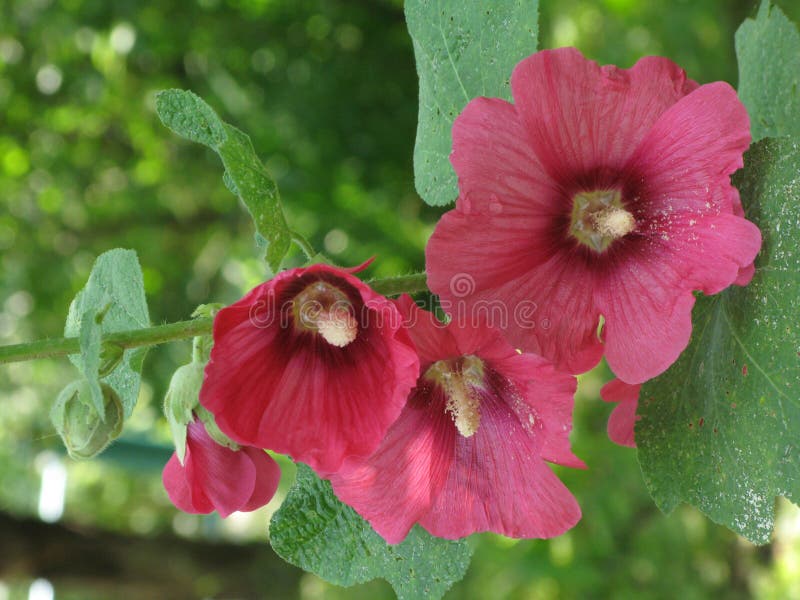 Dark red mallows stock photo. Image of mallows, summer - 92420022