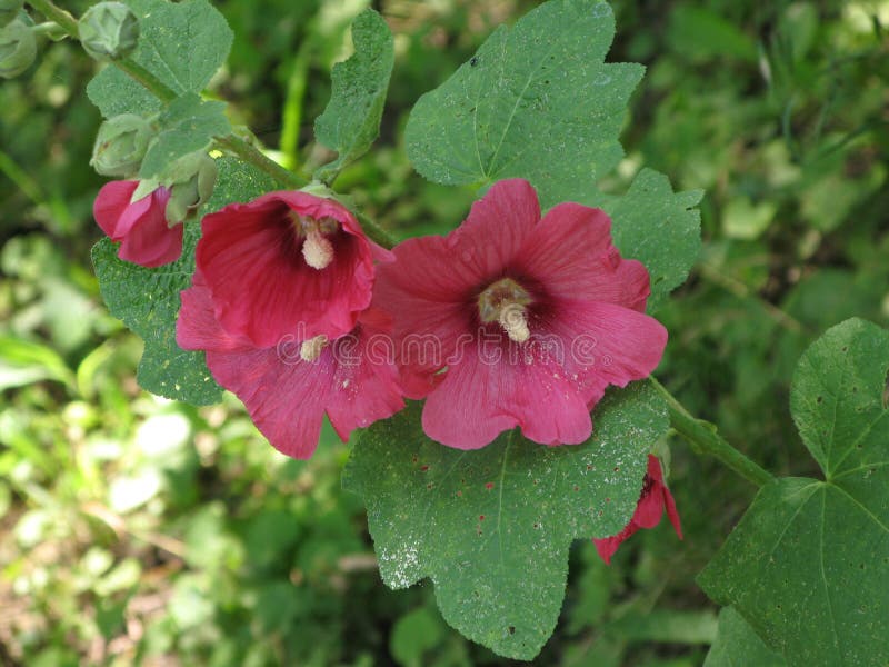 Dark red mallows stock photo. Image of green, bouquet - 92420082