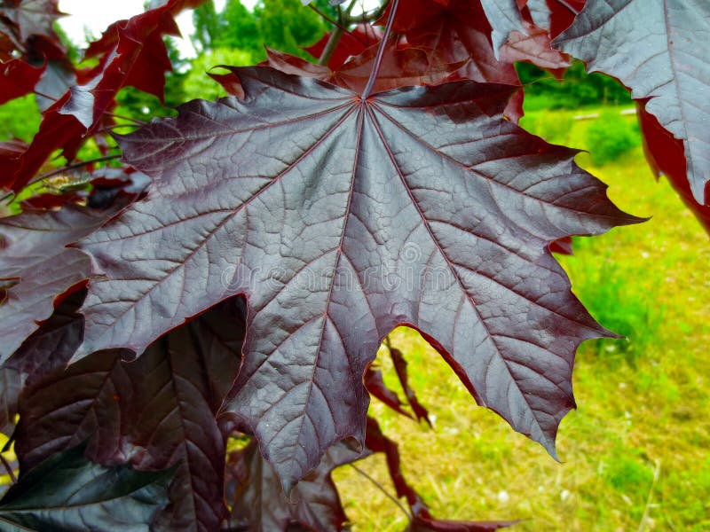 Dark red autumn maple-leaf stock image. Image of orange - 99313279