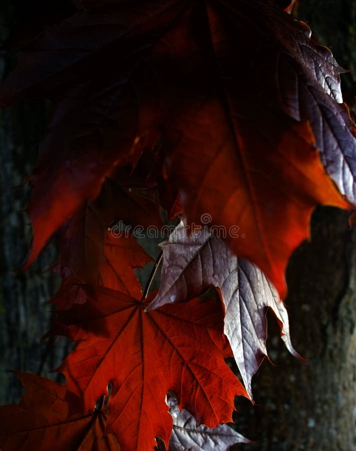 Dark Red Maple Leafs on the Tree. Stock Image - Image of dark, tree ...
