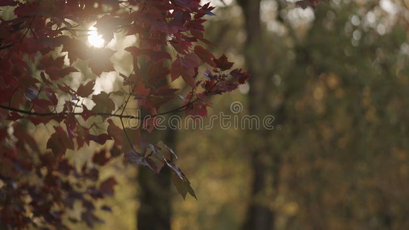 Dark Red Maple Tree in Evening Light in Autumn Stock Image - Image of ...