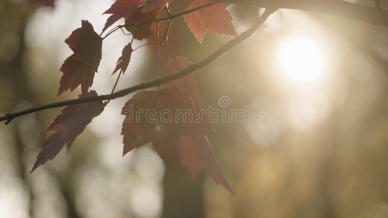 Dark Red Maple Tree in Evening Light in Autumn Stock Image - Image of ...