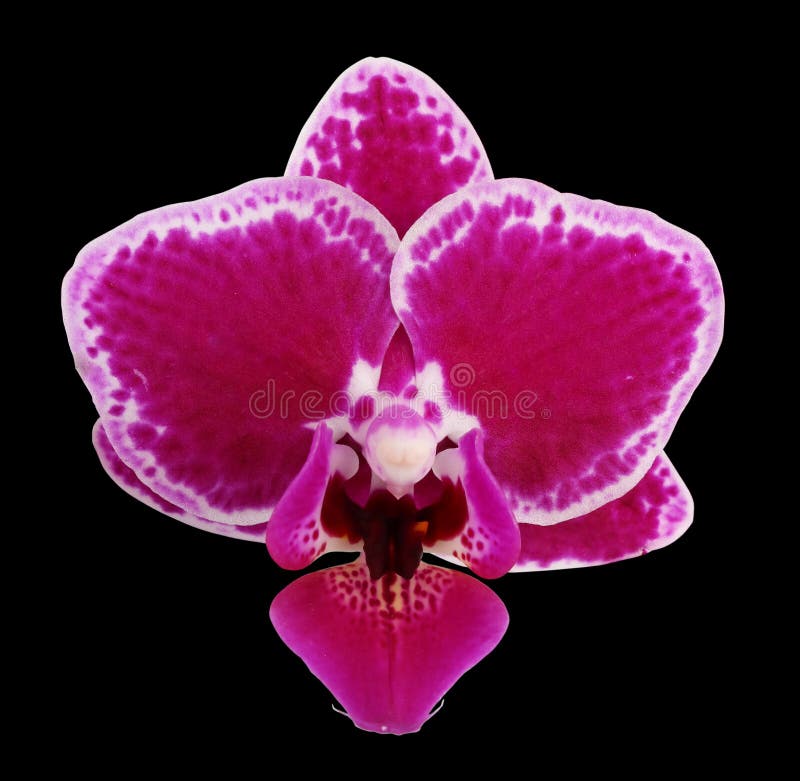 Dark Red Miniature Orchide Single Flower Isolated Stock Photo - Image ...