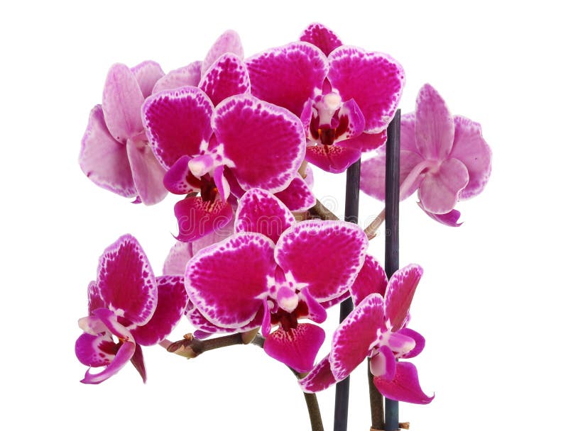 Dark Red Miniature Orchids Bloom for a Very Long Time Isolated Stock ...