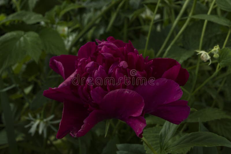 678 Peony Deep Red Stock Photos - Free & Royalty-Free Stock Photos from ...