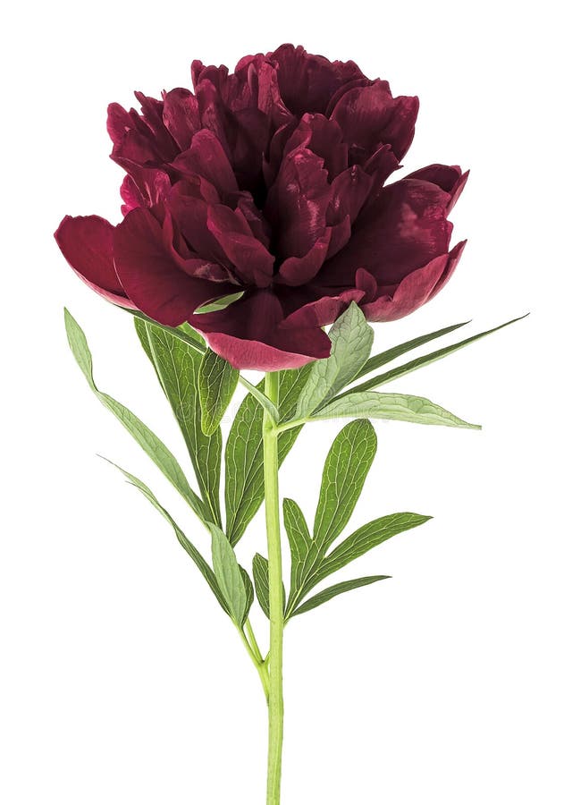 Peony in burgundy color stock photo. Image of outdoor - 55856328