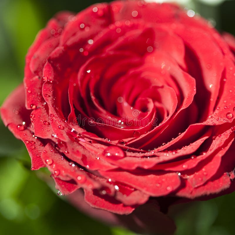 Dark red rose stock image. Image of garden, affection - 18359167