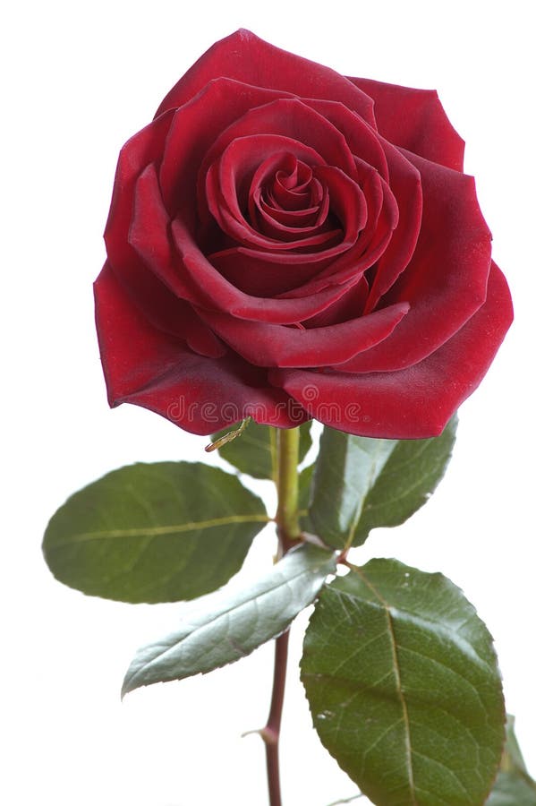 Dark red rose stock photo. Image of green, open, color - 4064158